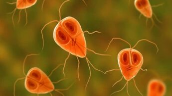 علائم انگلها در بزرگسالان و کودکان چیست؟ + انواع انگل - کلینیک مهنا